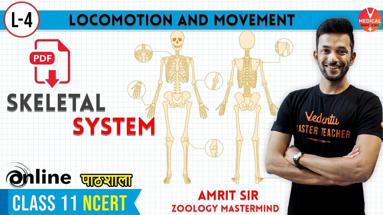 Super Easy Way Learn Skeletal System Locomotion And Movement L 4 Super Easy Way Learn Skeletal System Locomotion And Movement L 4