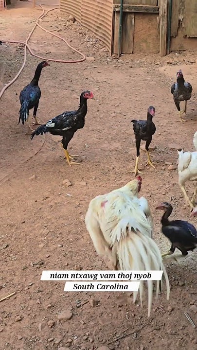 Mus Saib Qaib Thaib Ej Ej Ej 7/20/2025 - YouTube