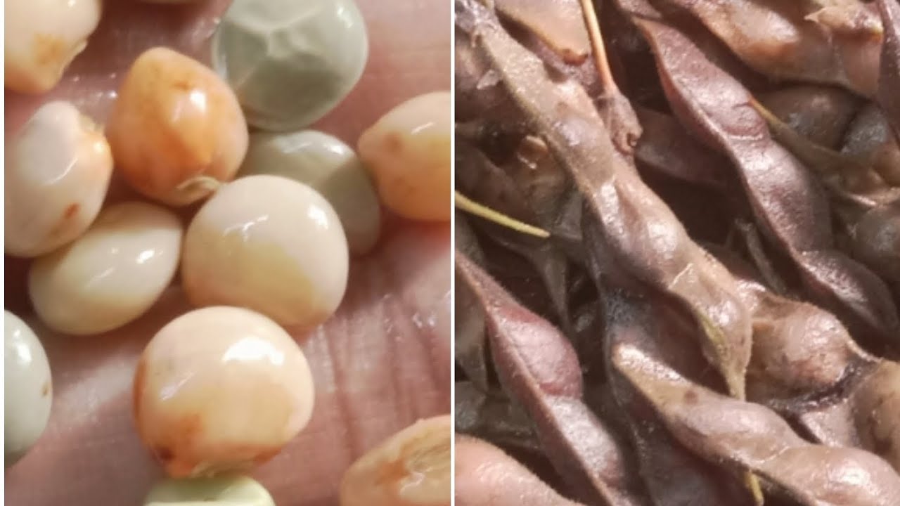 మా పెరట్లో కాసిన కంది చెట్టు 🌲 కంది కాయలు Red gram Tree. - YouTube