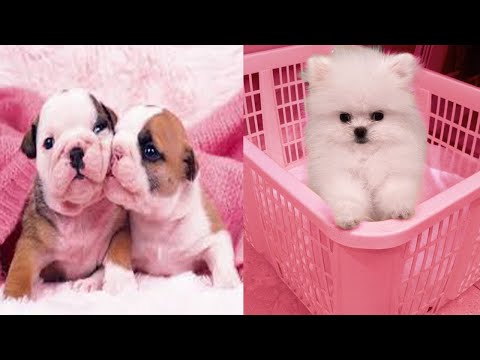 Cute Baby Animals | Funny Cats and Dogs Videos Compilation 2020 part 17
