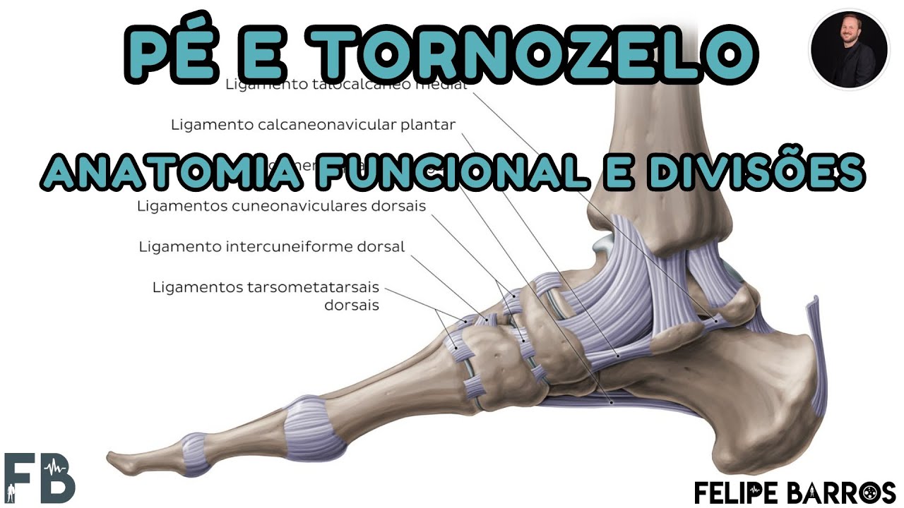 Ligamentos Anatomia Do Pe Lesões Nos Ligamentos Do Joelho – Dr.