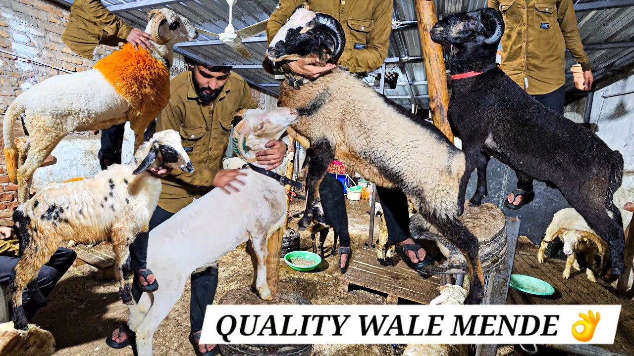 Saste rampuri mende quality 👌 | macherla sheeps | AWS GOATS FARM | rampuri & marchala sheeps ...