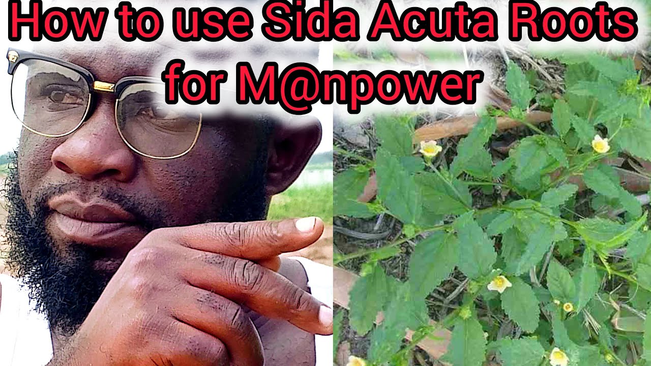 How to use Sida Acuta Roots for M@npower - YouTube
