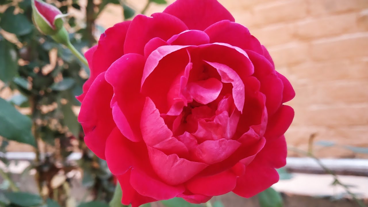 देशी गुलाब लगाये पूरे घर को महकाये......How to care Dasi Rose ...