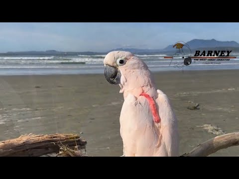 Another trip to the beach! 🧡 This is called Wick Beach (Pacific Rim ...