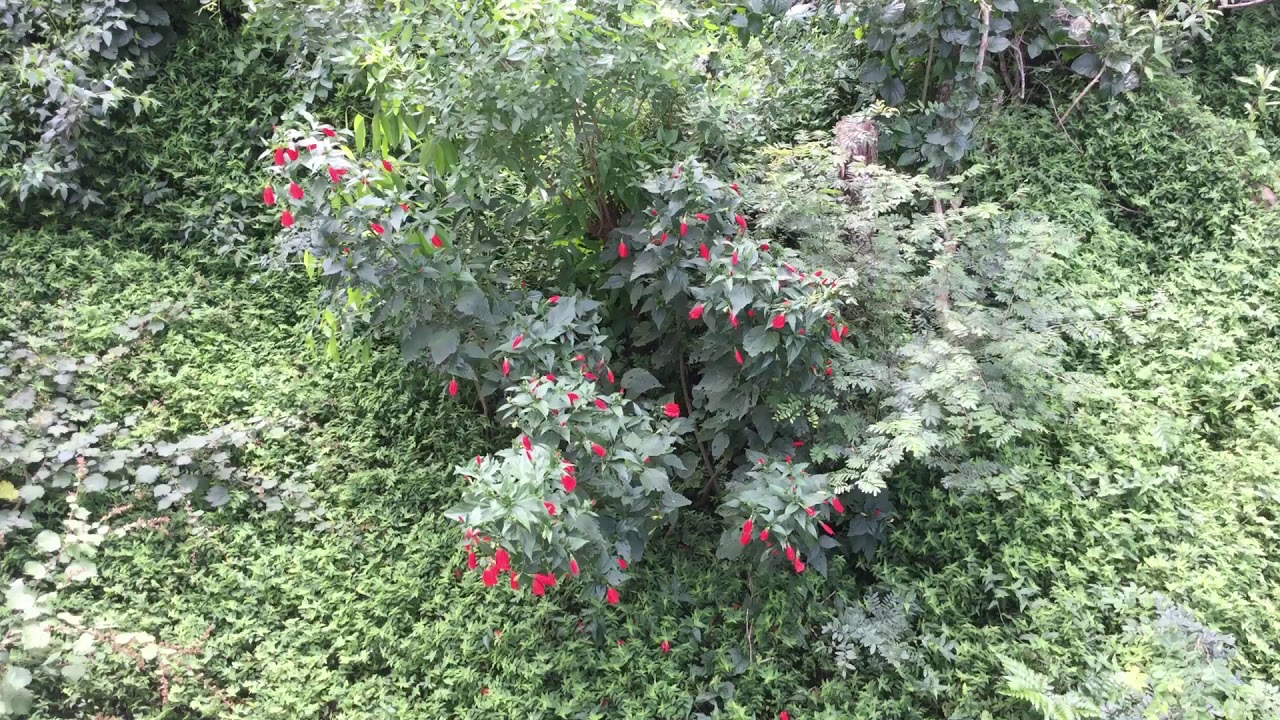 Mammy Saffa’s tree! - YouTube