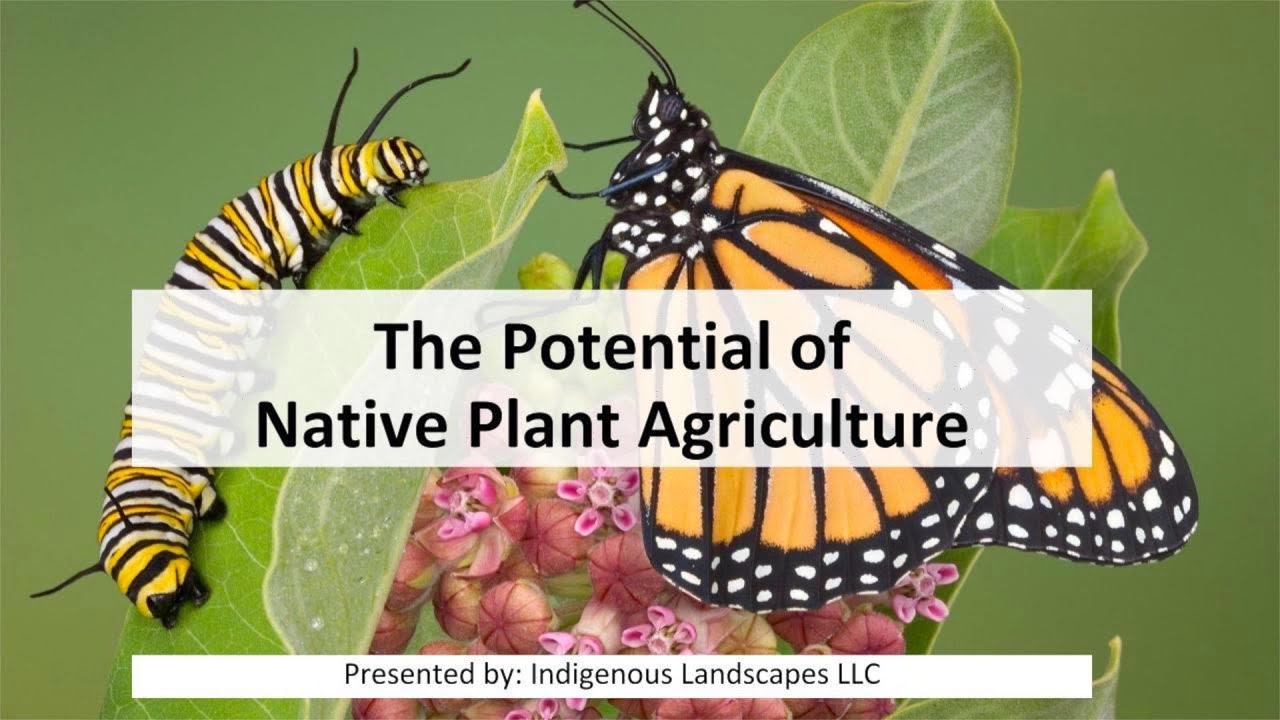The Potential of Native Plant Agriculture - YouTube