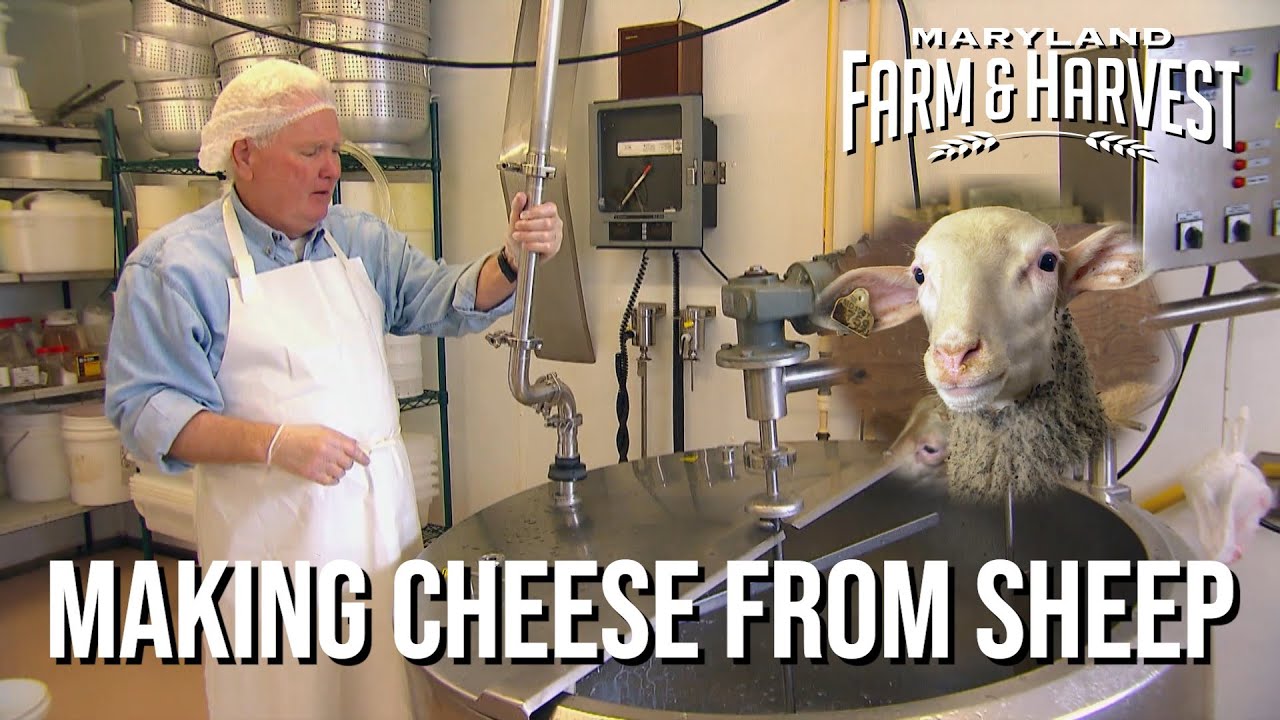 Making Cheese from Sheep - YouTube
