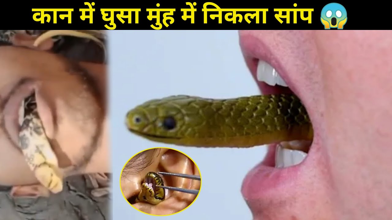 SNAKE IN MOUTH | तक्षक नाग | Bapi Da Snake Expert - YouTube