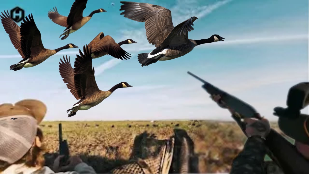 I hunted 100 ducks and 20 geese on the vast grassy fields in Texas, USA ...