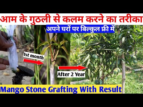 Mango Stone Grafting With Result After 10 Years || गुठली कलम करने का ...