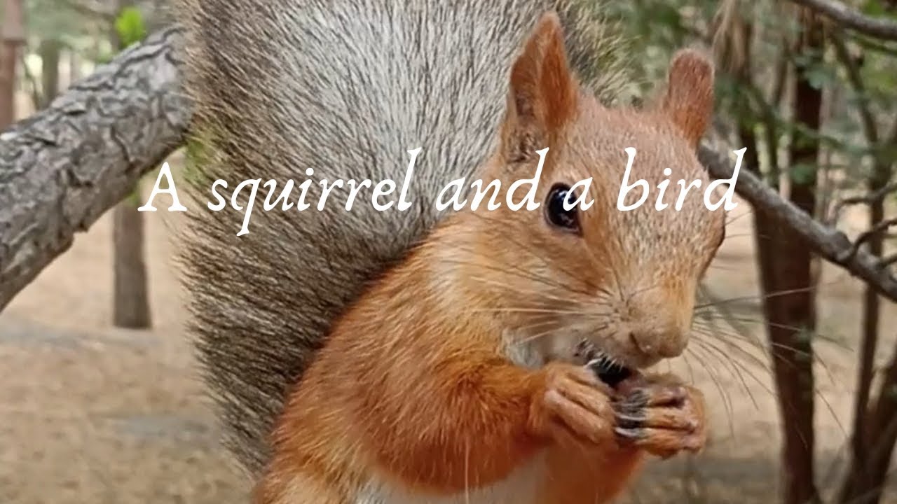 A squirrel and a bird. Stories about nothing #redsquirrel #squirrels # ...