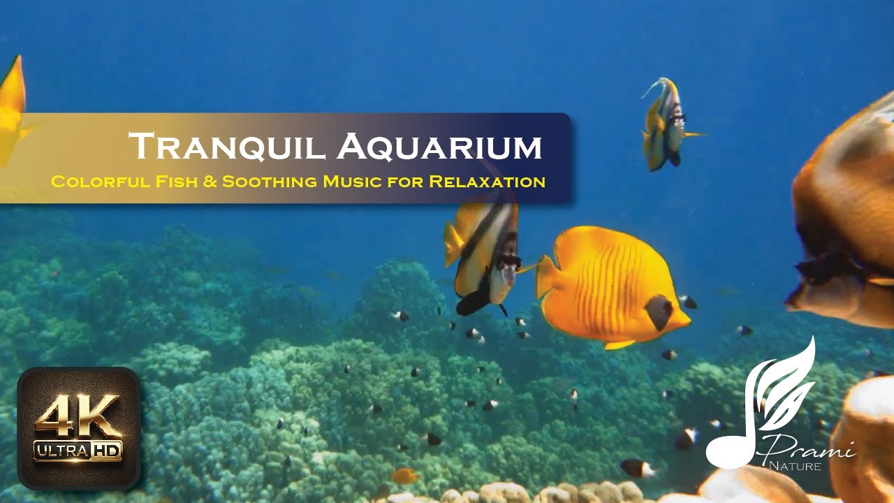 Tranquil Aquarium Escape: Colorful Fish & Soothing Music for Relaxation ...