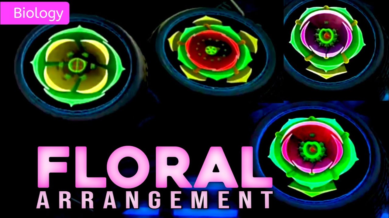 FLORAL ARRANGEMENT || 3D ANIMATION || Part-1 || CLASS 11 ...