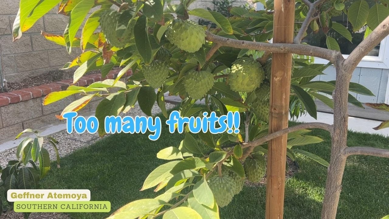My Geffner Atemoya - I set way too many fruits!! - YouTube
