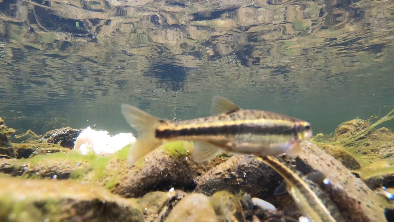 Amazing Wildlife Under Freshwater ! Minnows - Trouts / Gopro Hero 7 ...