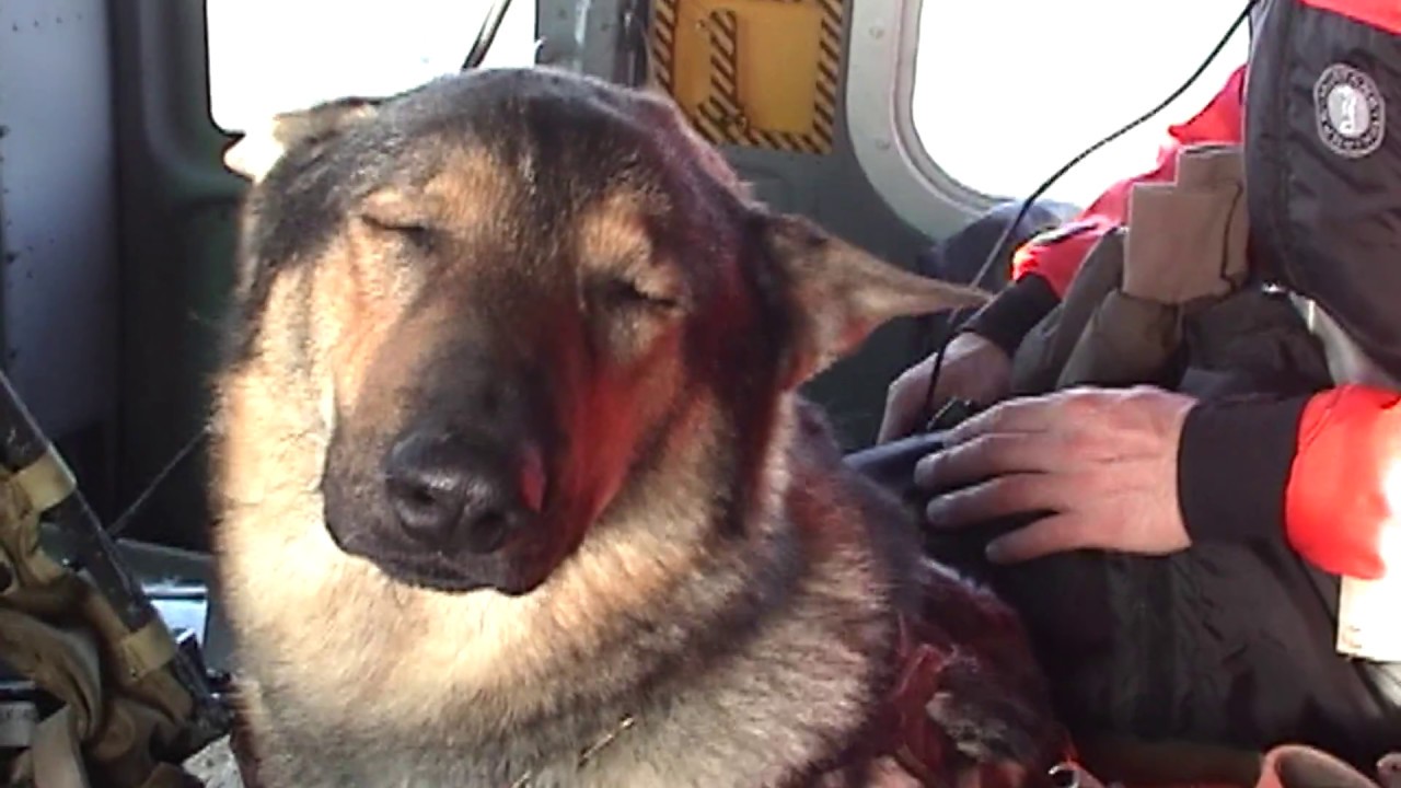 SEARCHDOG Official Trailer - YouTube