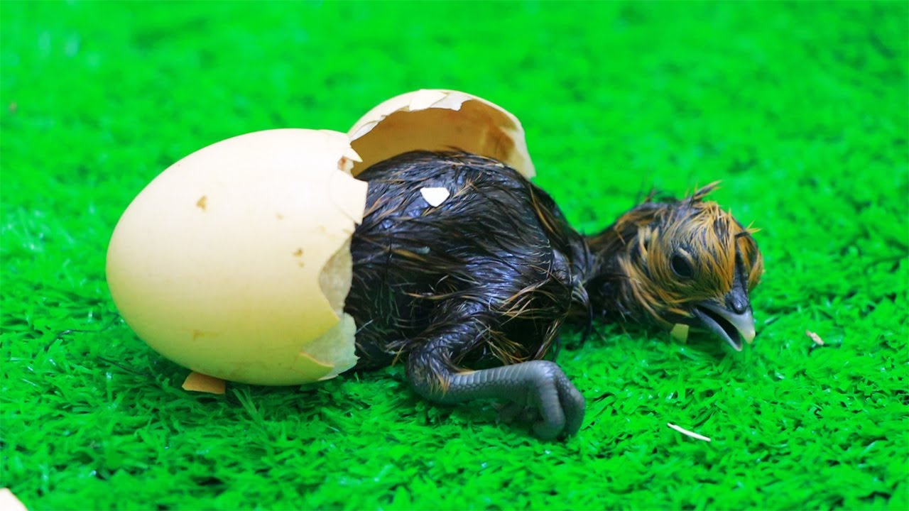 Natural Baby Chick Hatching From Eggs _ Newborn Baby Chicken - YouTube