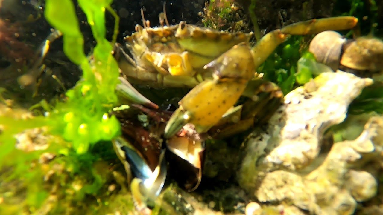 Under Water Camera Big Crab Took The Bait - YouTube
