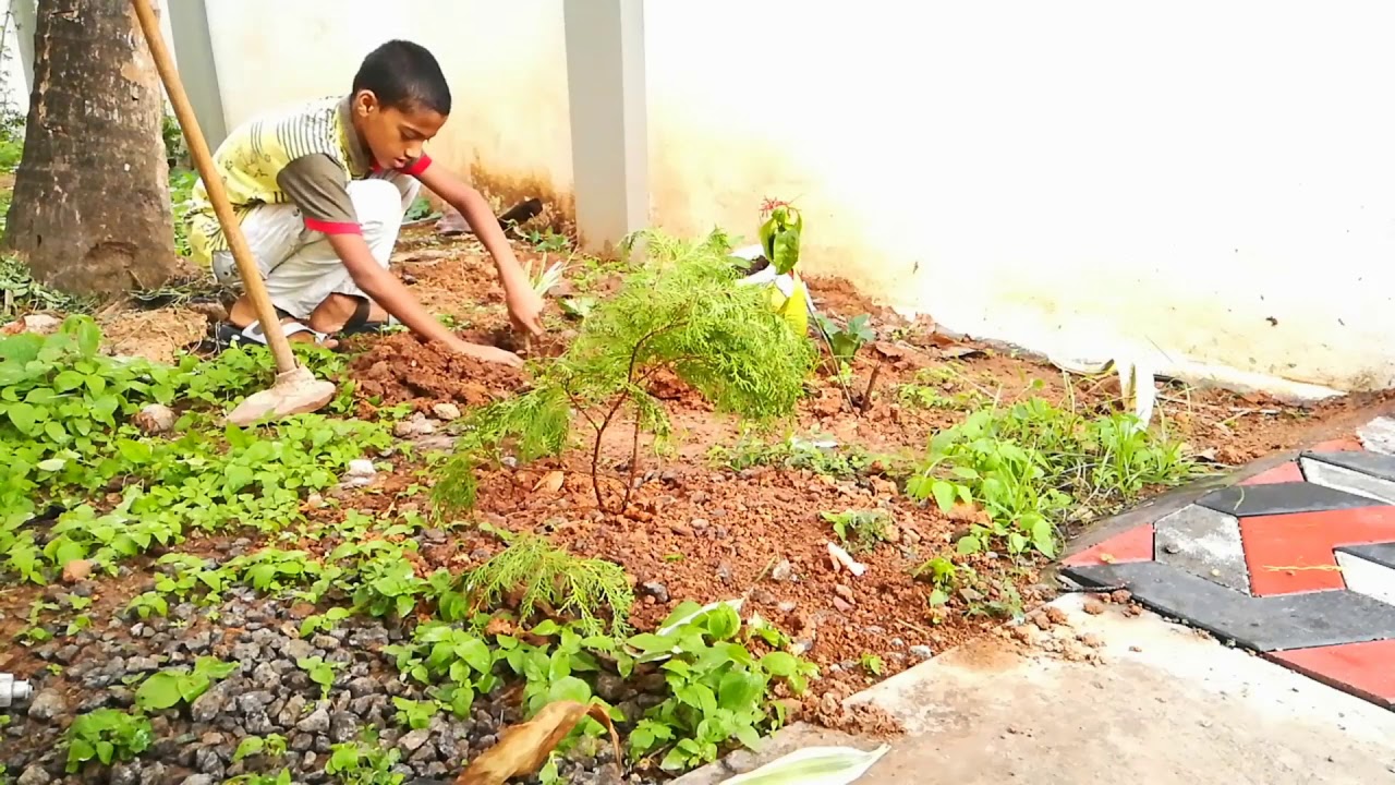 Planting a new jarapara plant - YouTube