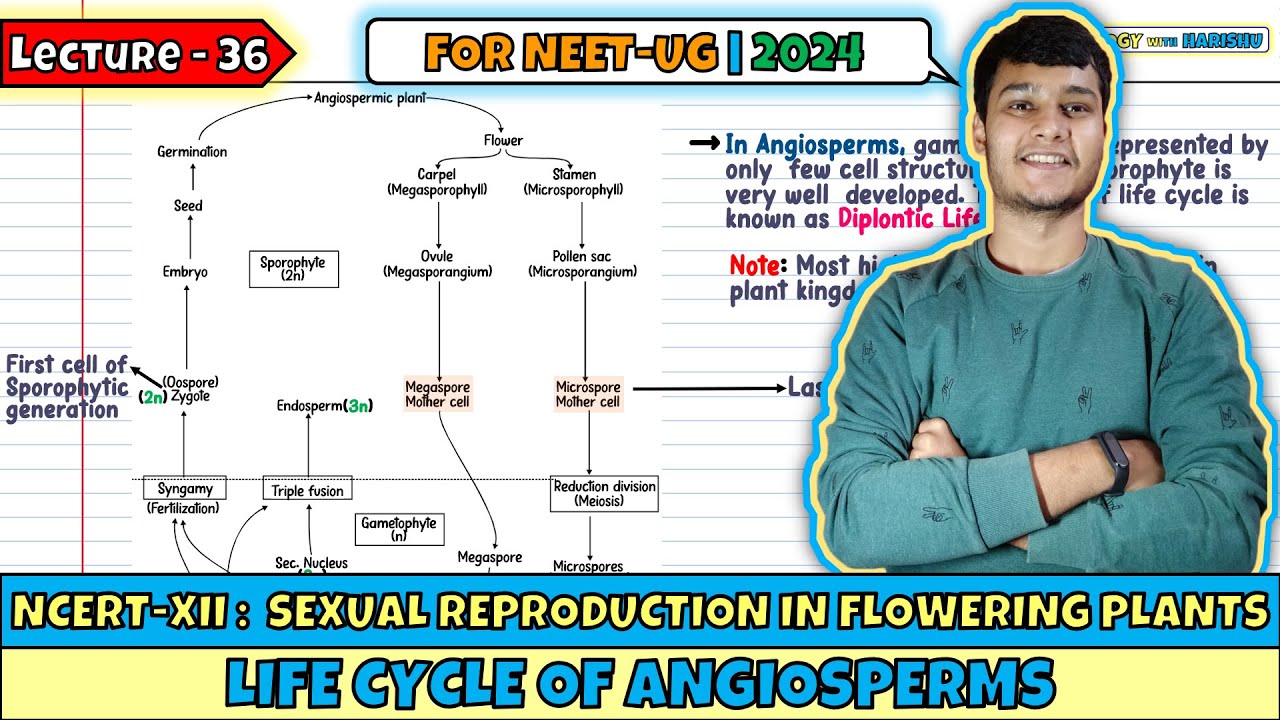 Lec 36- Life Cycle of Angiosperms | Sexual Reproduction in Flowering ...