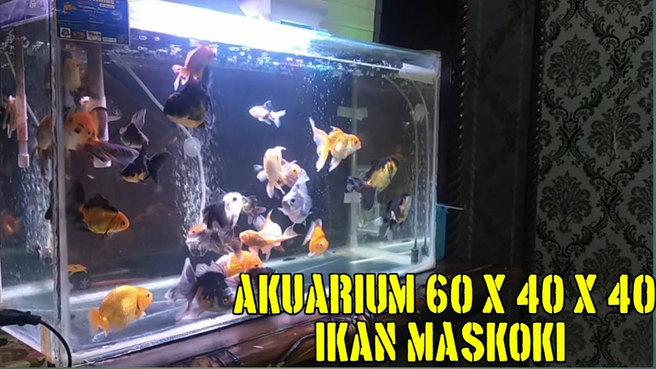 AQUARIUM IKAN MAS KOKI - YouTube