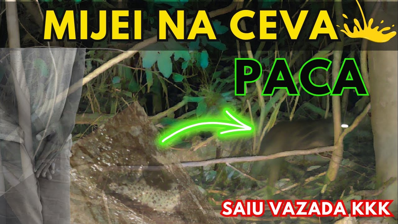 Posso Urinar na Ceva de Paca? Fiz o Teste Prático, Será que as Pacas ...