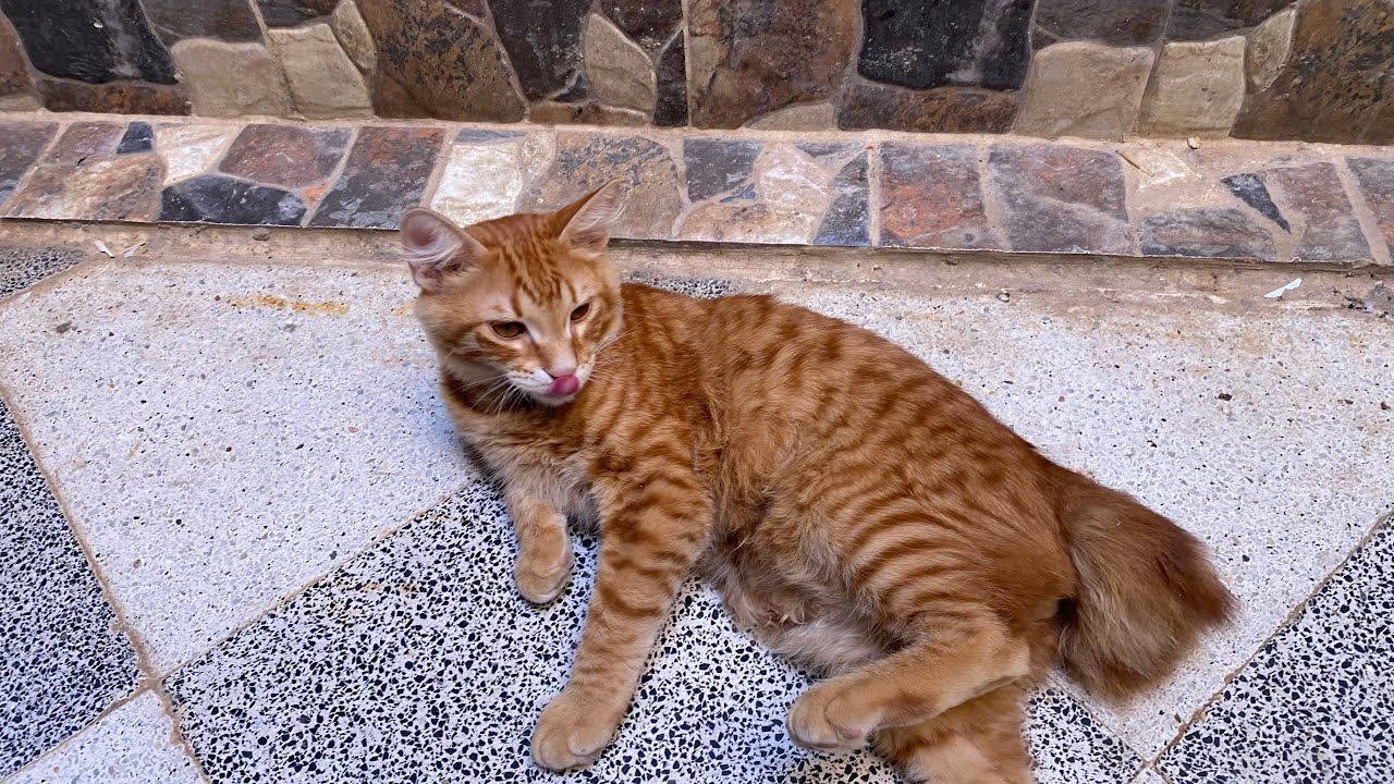 Orange cat hunting instinct - YouTube