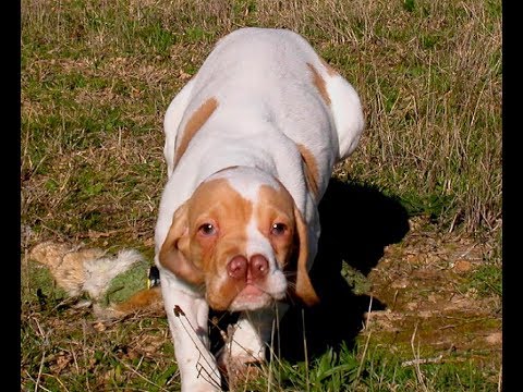 EL PERRO PACHON NAVARRO - YouTube