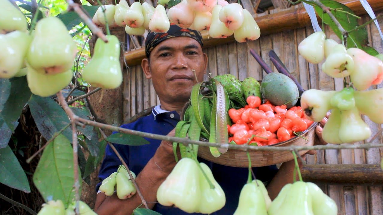 mlanding muda,kati babal, mengkudu, dan buah''an kebun lainnya petik ...