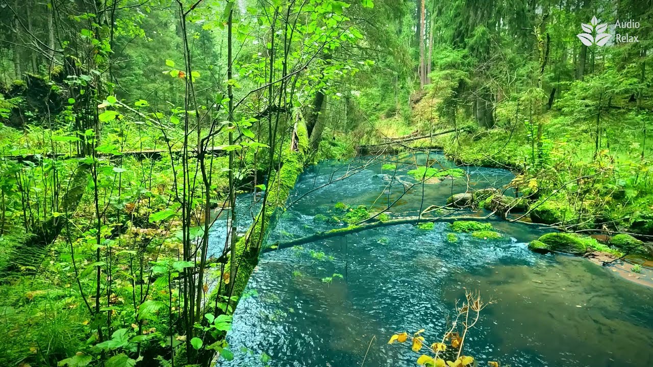 Beautiful forest river sounds, birds chirping, best sounds of nature ...