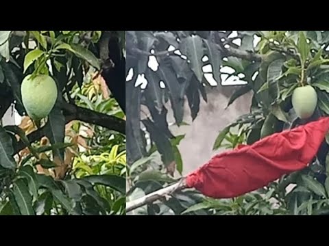 mango catching by home made process🥭🥭🥭🥭 - YouTube