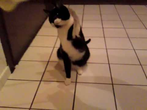 How to hypnotize your cat/Katzenhypnose - YouTube