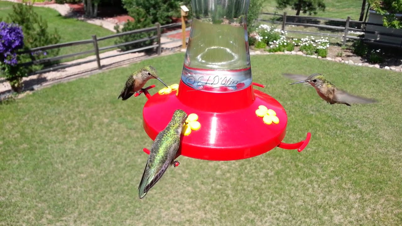 Hummingbirds Videos 2014 01 - YouTube