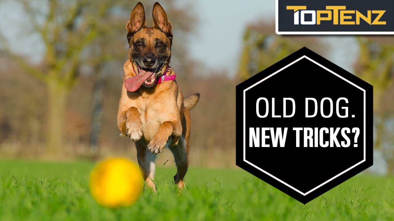 Common Misconceptions About Animals That Won’t Go Away - YouTube