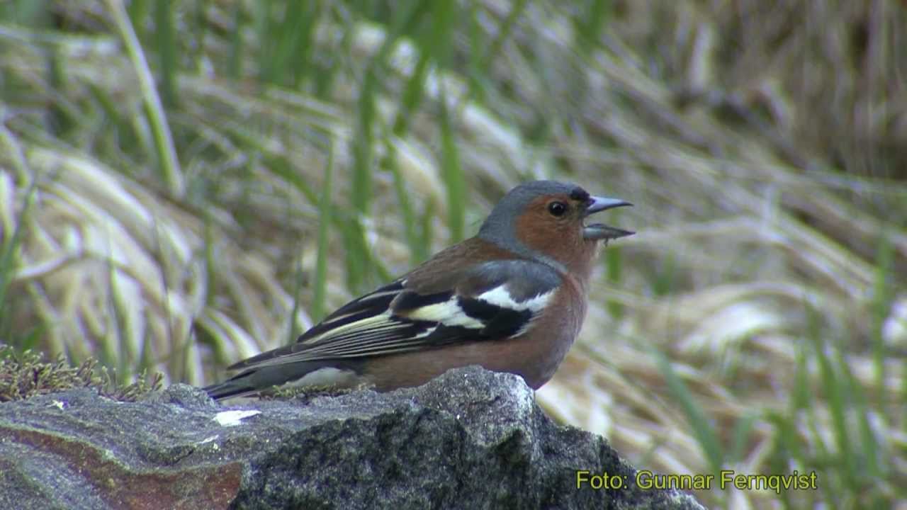 BOFINK Common Chaffinch (Fringilla coelebs) Klipp - 343 - YouTube