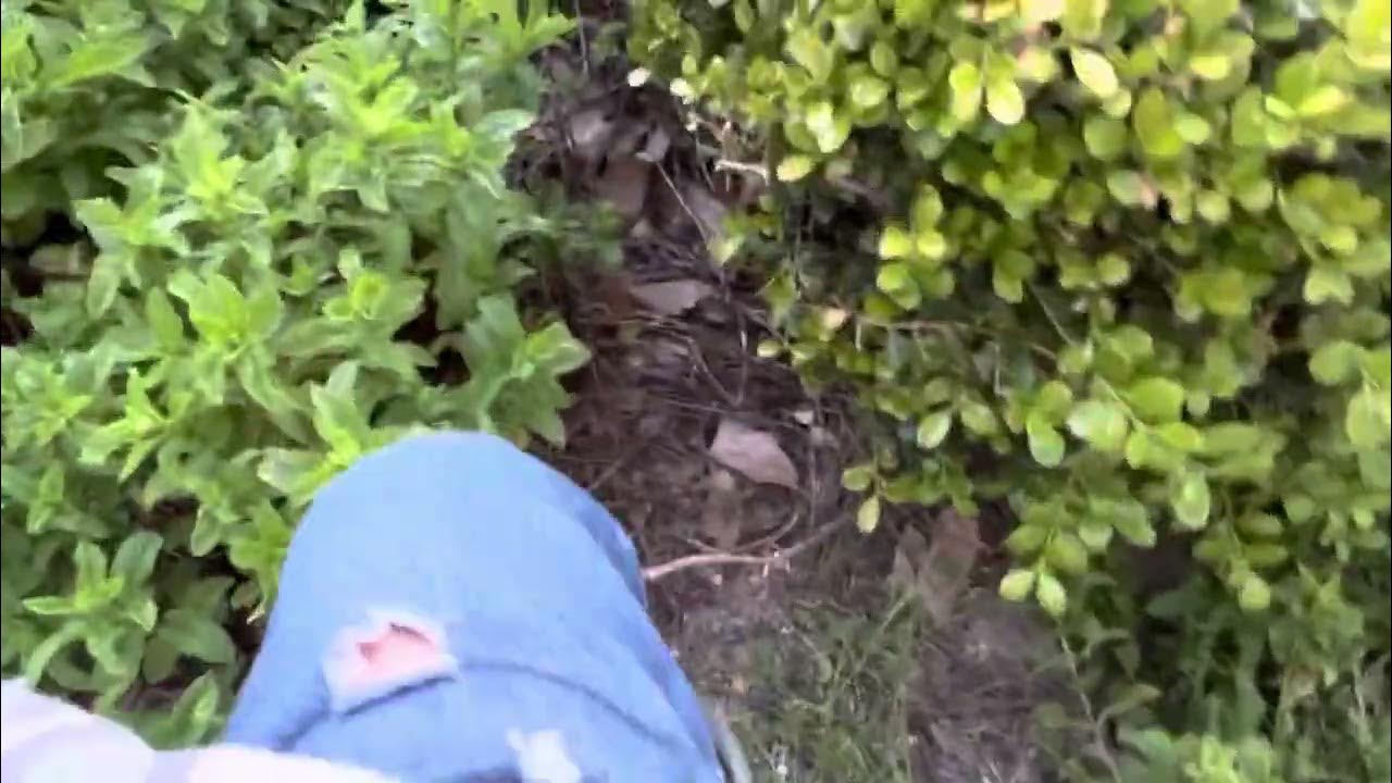 Find the bugs - YouTube