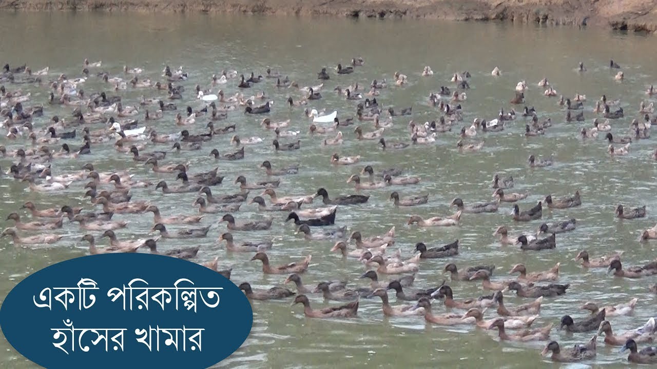 A Beautiful Duck Farm in Bangladesh | ভিডিওটি হাঁস প্রিয় মানুষ গুলোর ...