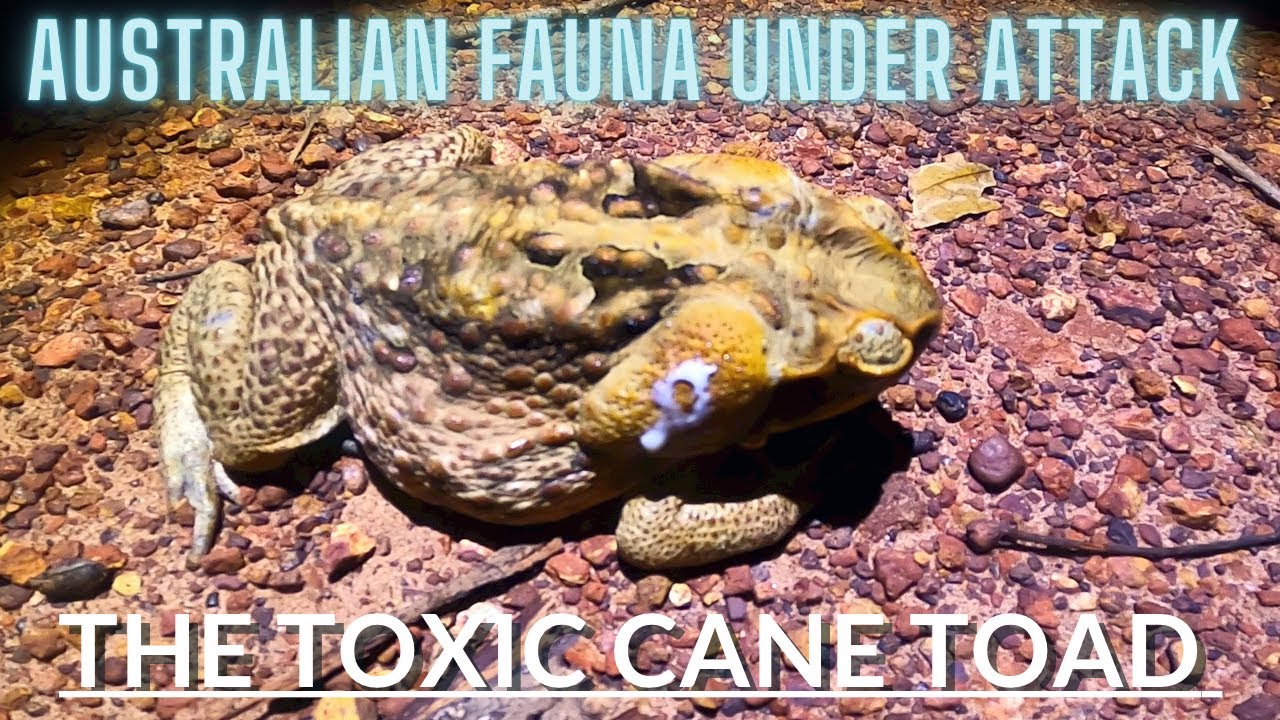 Australian eco systems under attack - The Toxic Cane Toad - YouTube