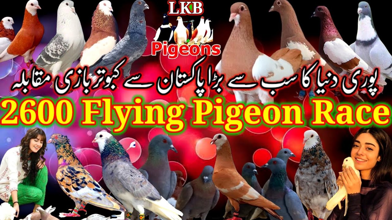 world's Largest professional profitable 2600 Pigeon Competition ...