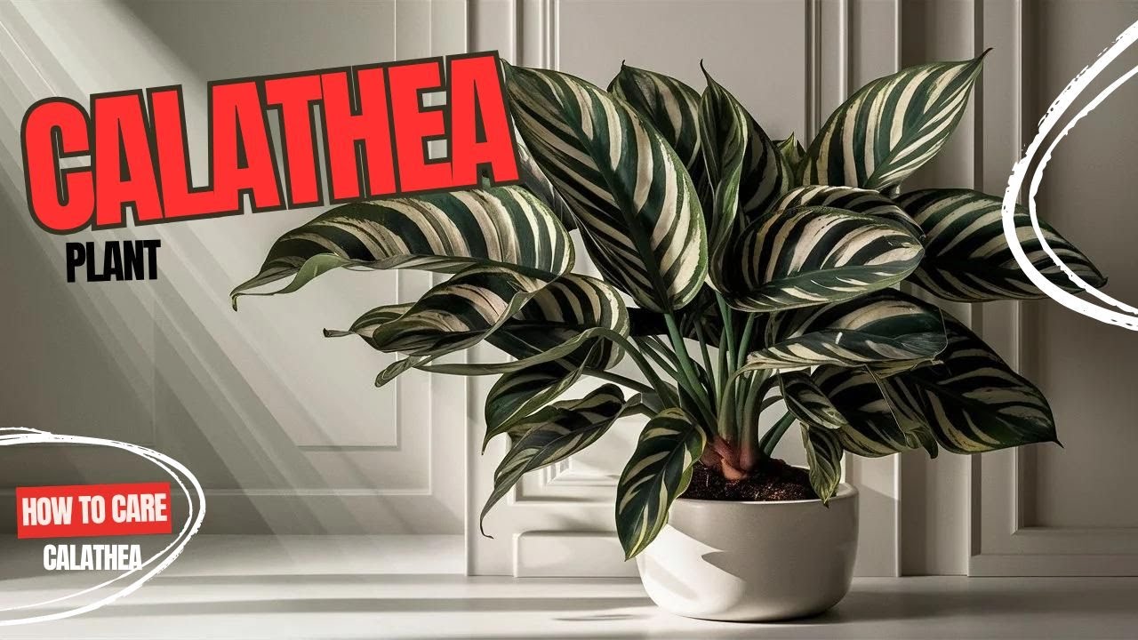 Mastering Calathea Care: Keep Your Plant Thriving with These Easy Tips ...