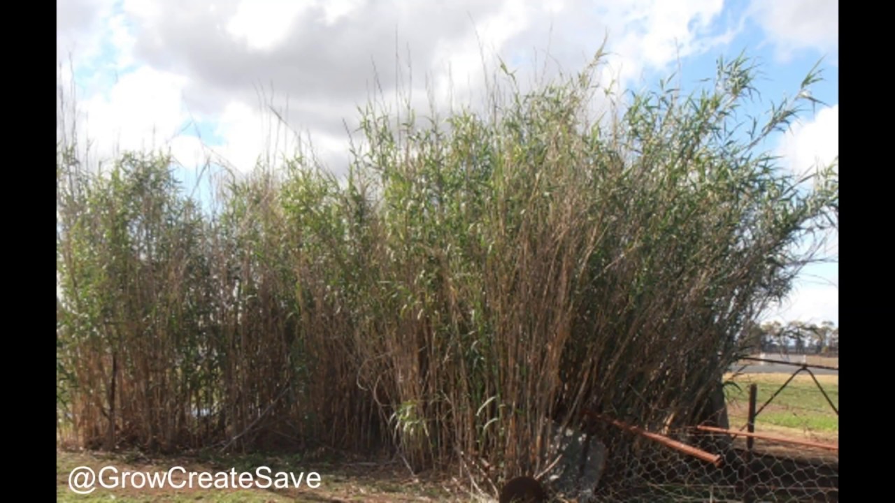 How to Transplant Bamboo - YouTube