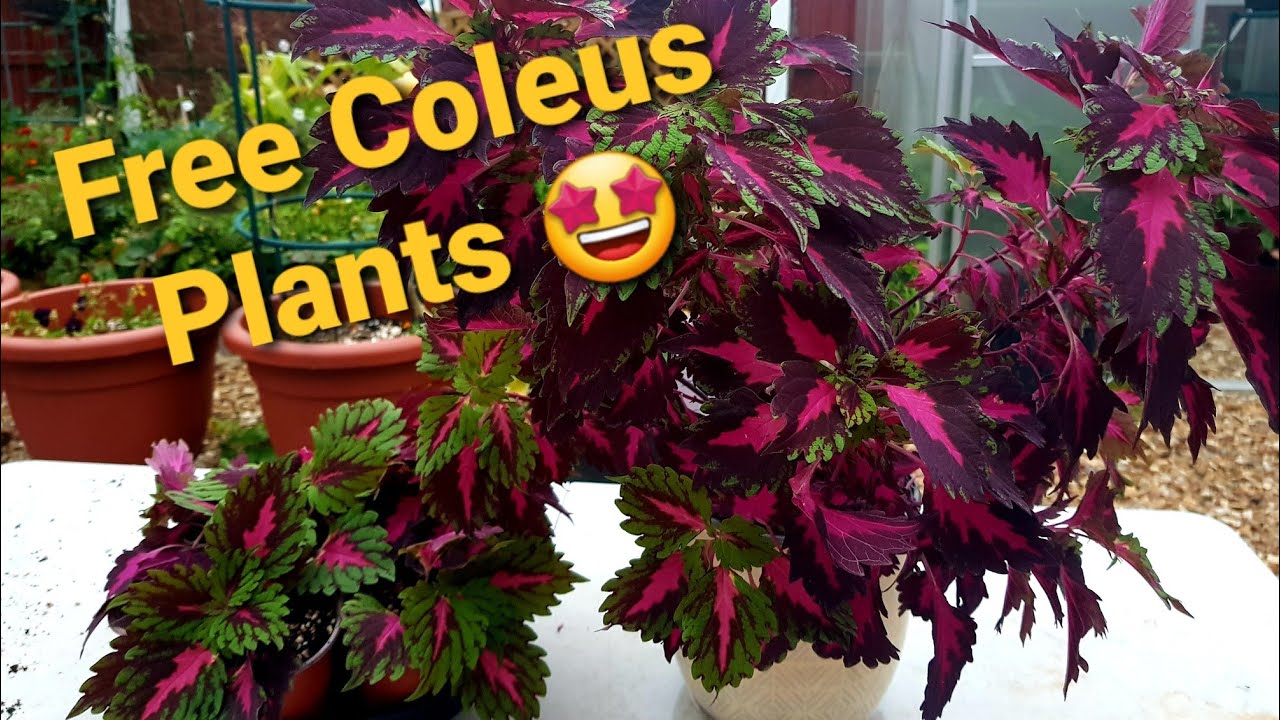 Propagating Coleus plant ~ Rooting Coleus cuttings ~ Overwintering ...