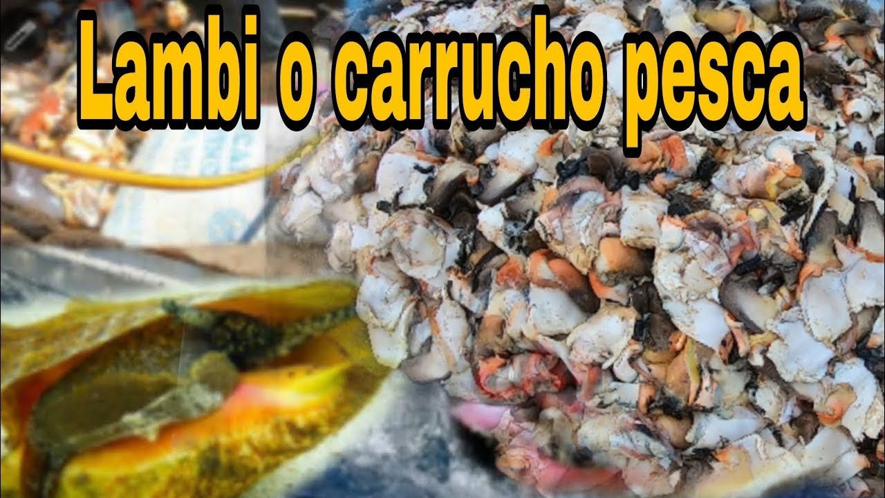 Lambi o carrucho pesca - YouTube