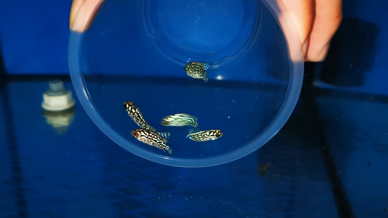 Super VIP King Kamfa Fry - Bột King Kamfa VIP by AMG Fish Farm - YouTube