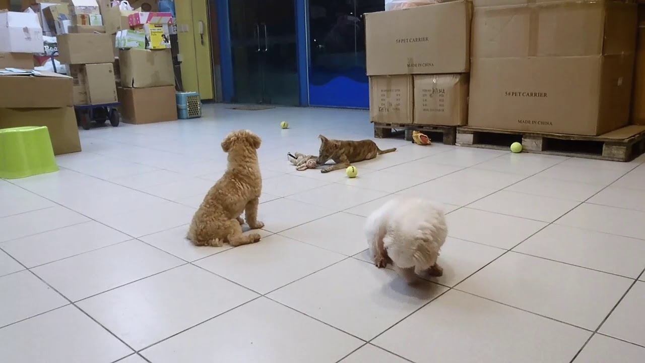 Hannah with dog - YouTube