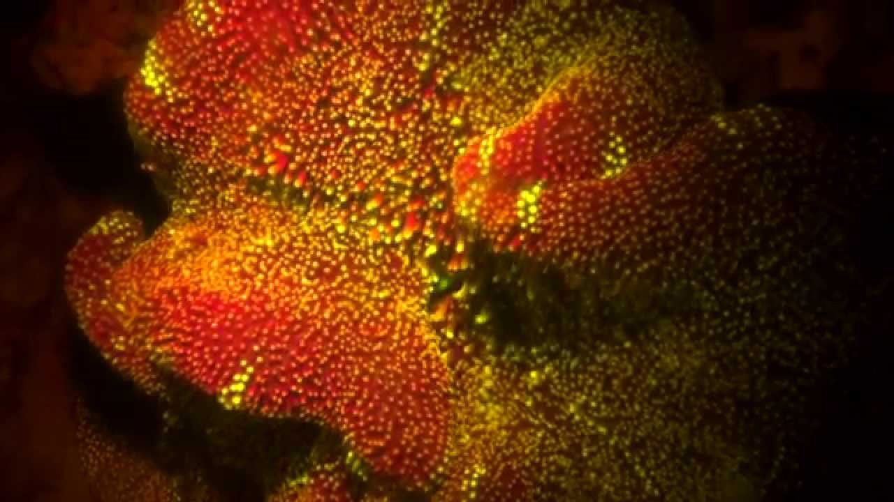Fluo Diving - Euro-Divers - YouTube