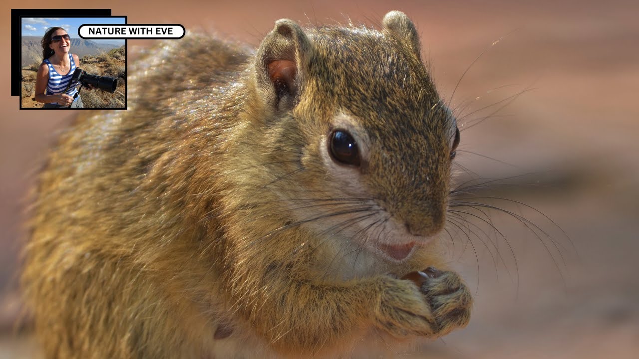 AN AFRICAN SQUIRREL - The sound. #squirrel #squirrel sound #nature # ...