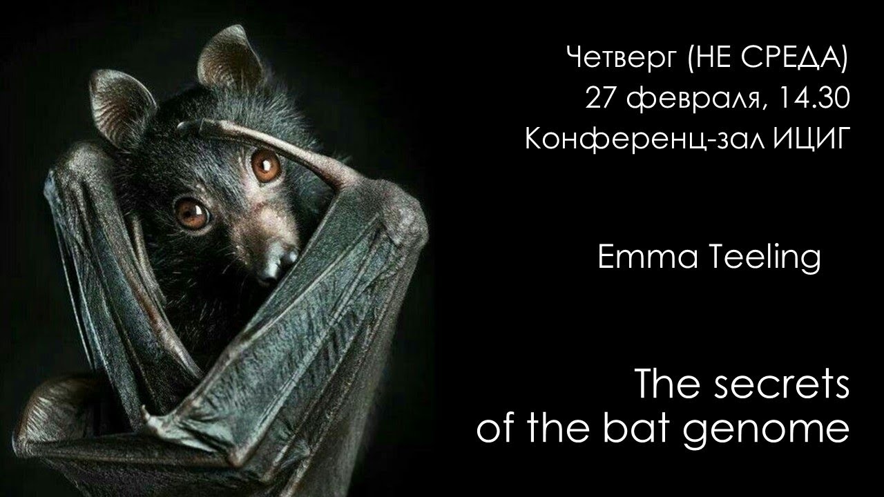 Emma Teeling "The secrets of the bat genome" - YouTube