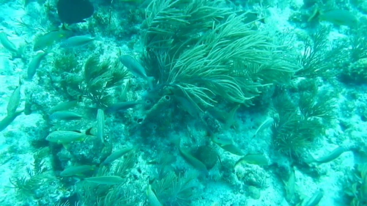 SCIENTIFIC OBSERVATIONS SPONGES - YouTube